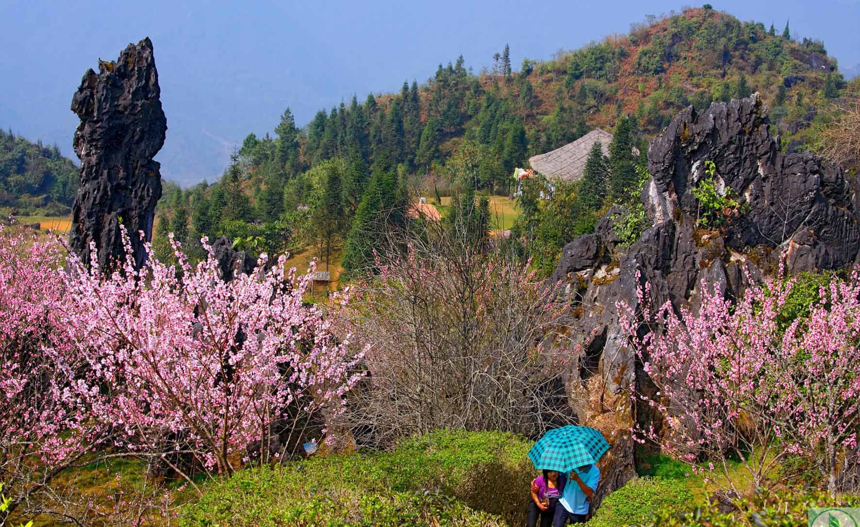 When is The Best Time to Visit Sapa? - Vietnam Allure Travel